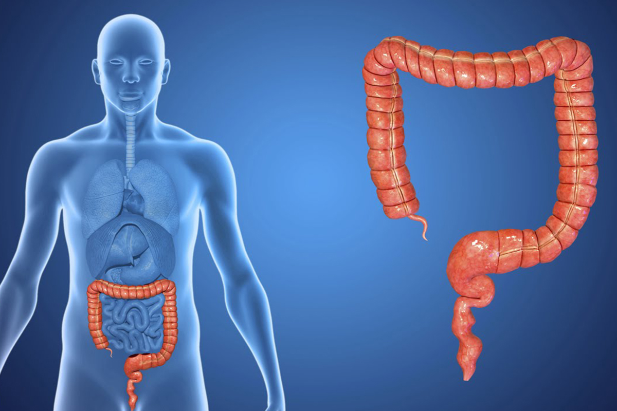 FAQs about Fecal Transplant | MD, Murat KANLIÖZ